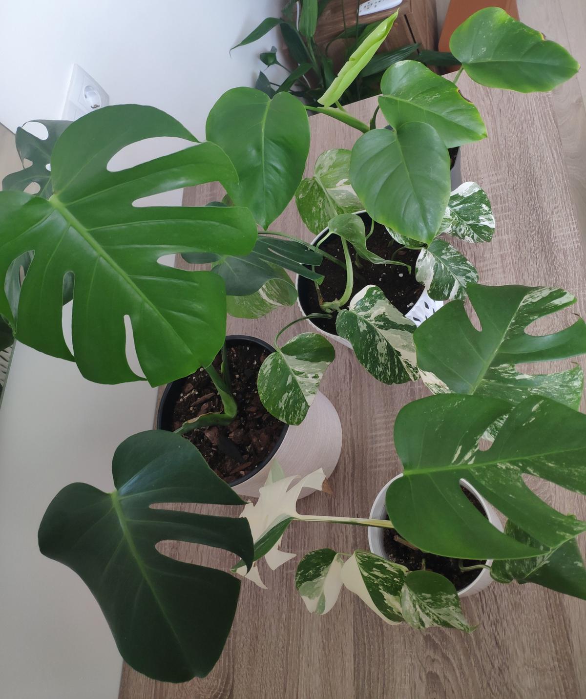 Monstera Monday Or Why I Was Scary To Get One Before