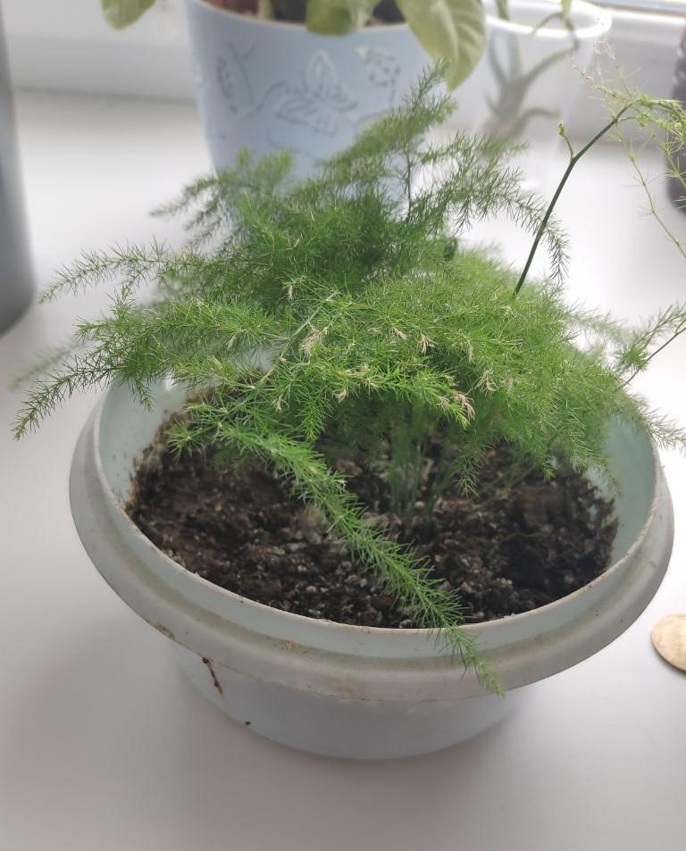 Repotting A Cute Asparagus Fern