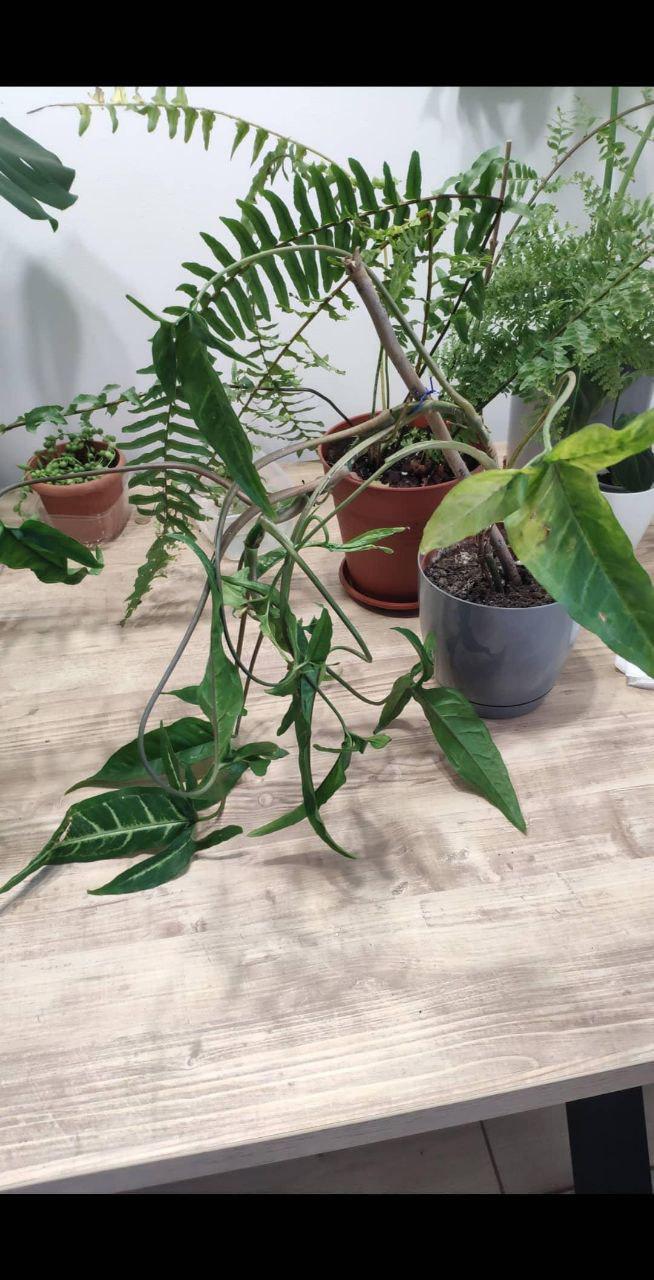 How To Care For A Syngonium. My Tips