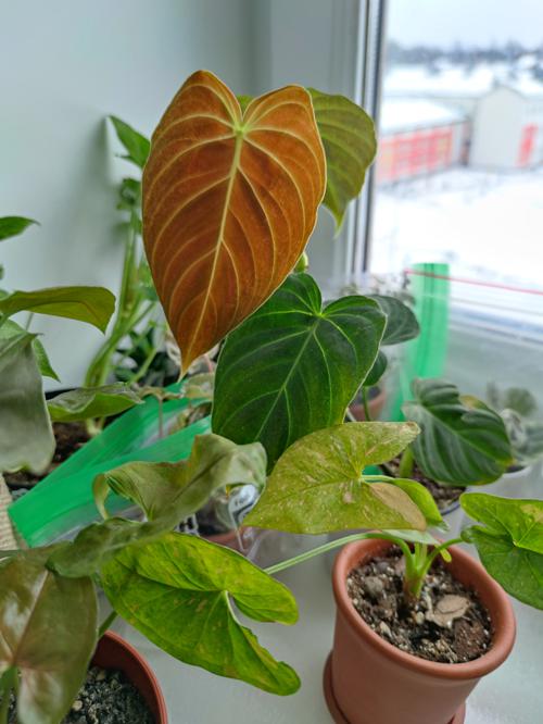 Philodendron Splendid Care & My Experience With It