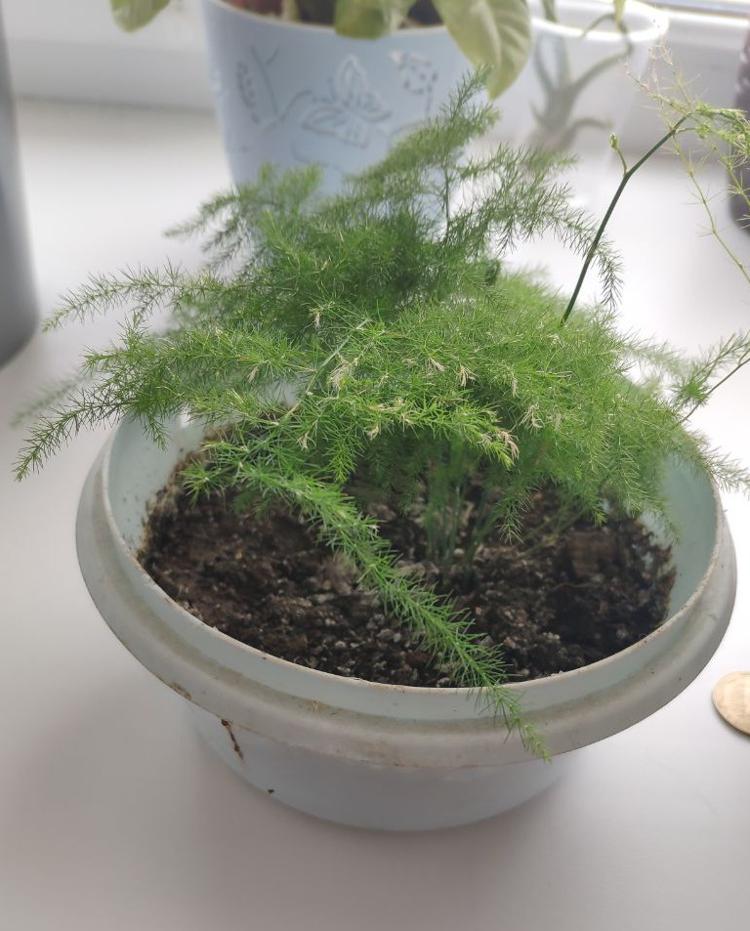 Repotting A Cute Asparagus Fern